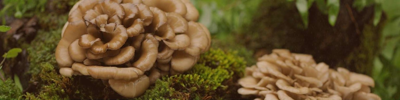 Los Increíbles Beneficios del Hongo Maitake: Evidencia Científica – La ...